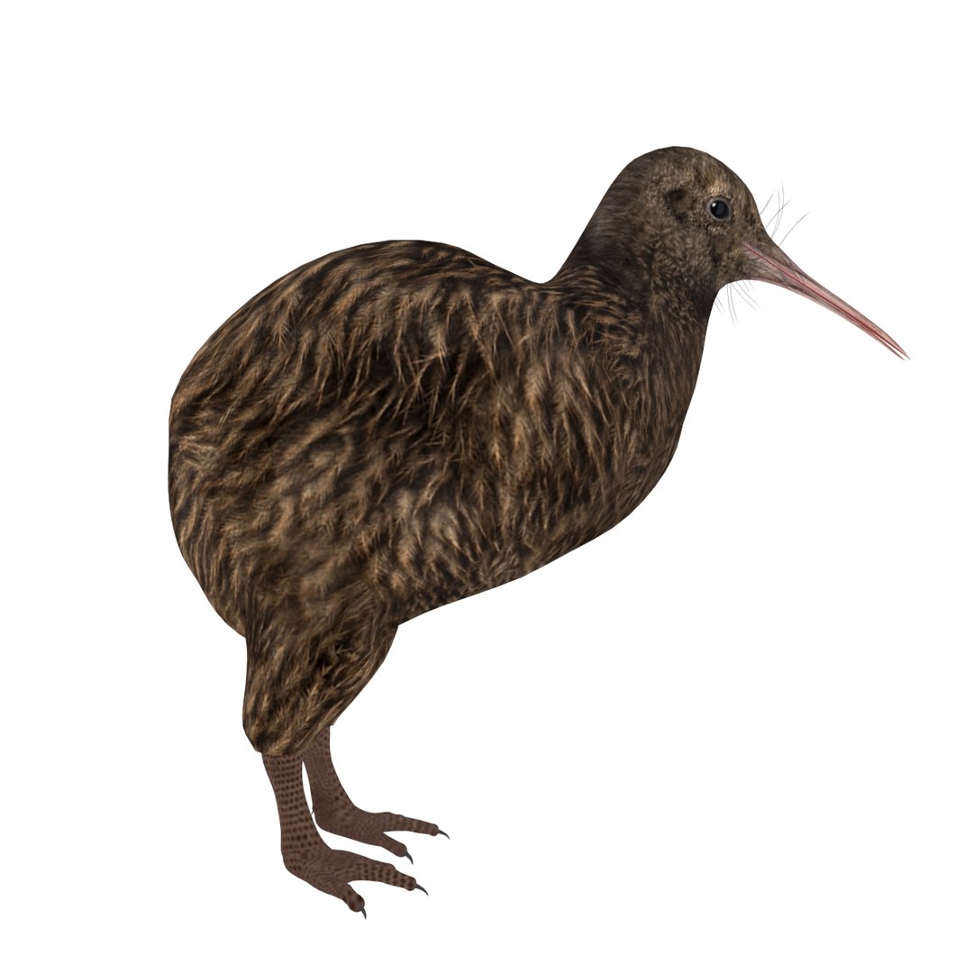 3D Kiwi Model - TurboSquid 1771989