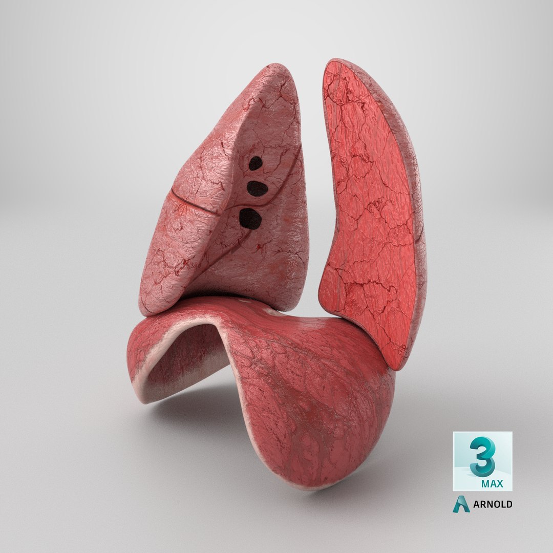3D Lungs Cross Section Separated Model - TurboSquid 2508752