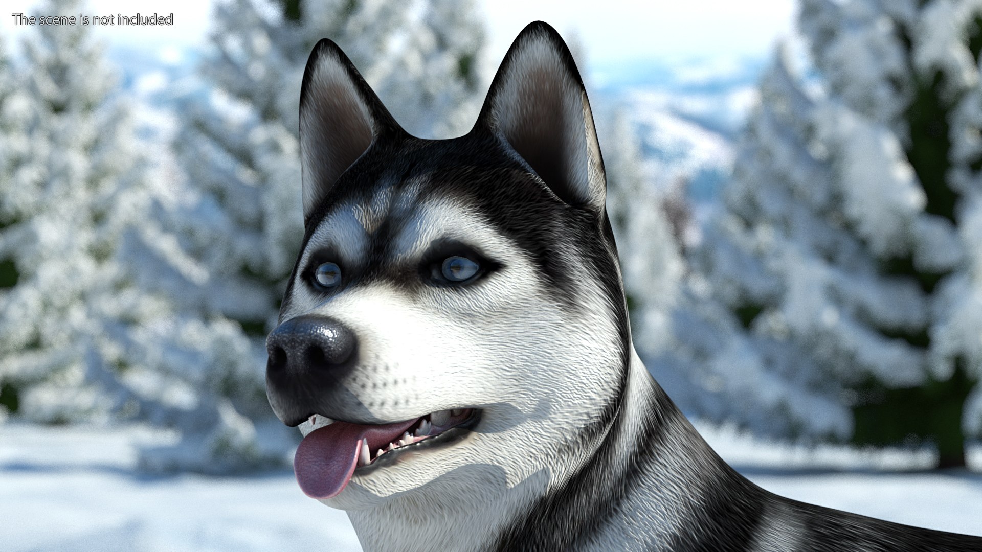 Siberian Husky Black Standing Pose 3D Model - TurboSquid 1805412