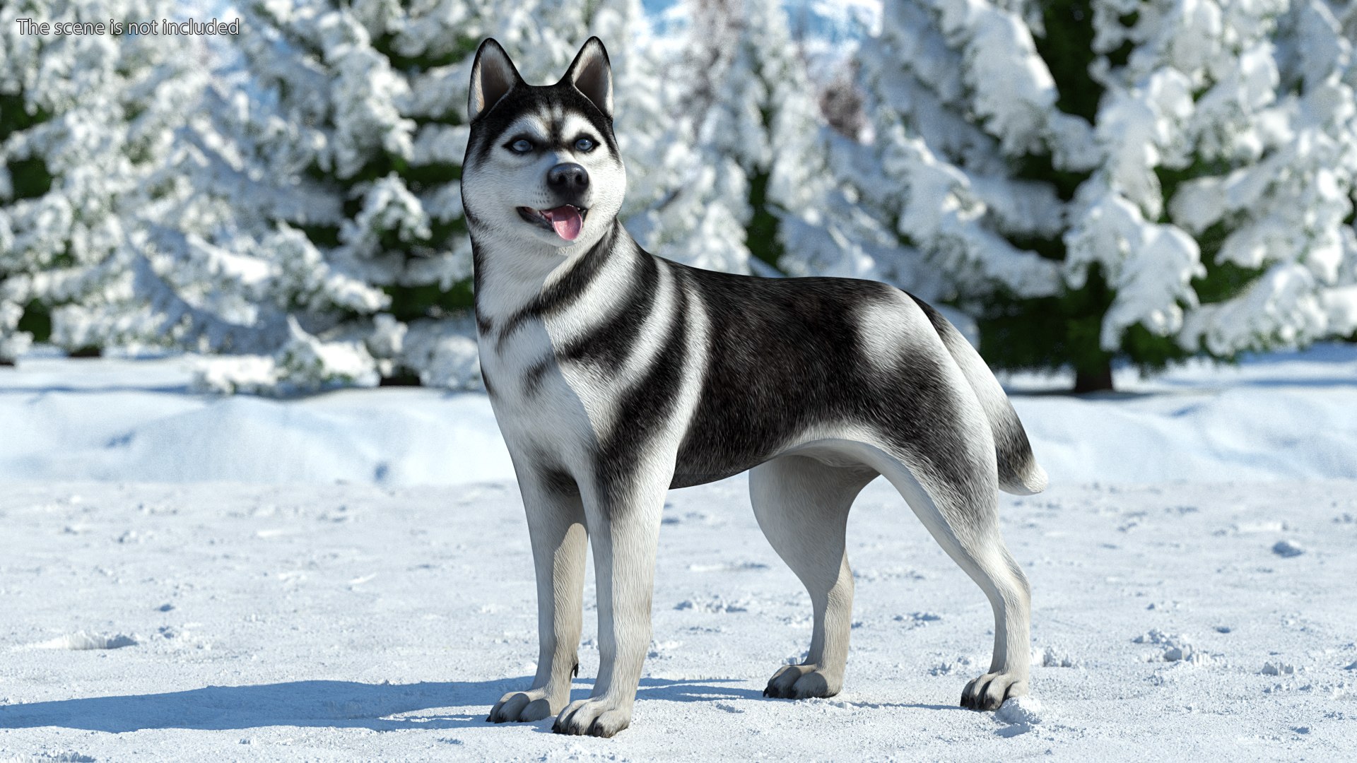 Siberian Husky Black Standing Pose 3D Model - TurboSquid 1805412