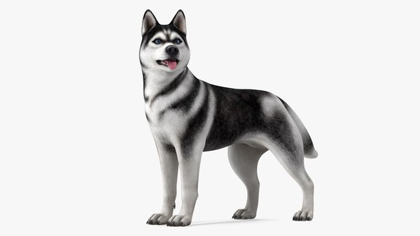 Siberian Husky Black Standing Pose 3D model - TurboSquid 1805412