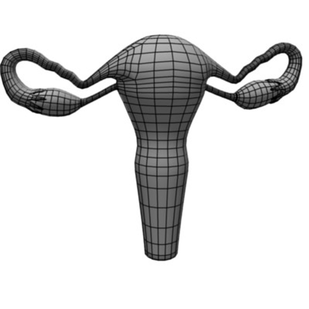Uterus Section 3d Model