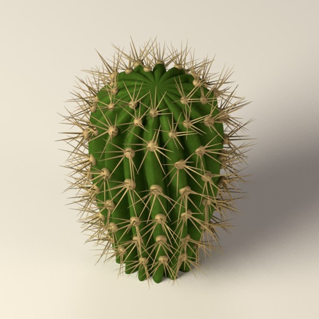 Cactus 3d Model