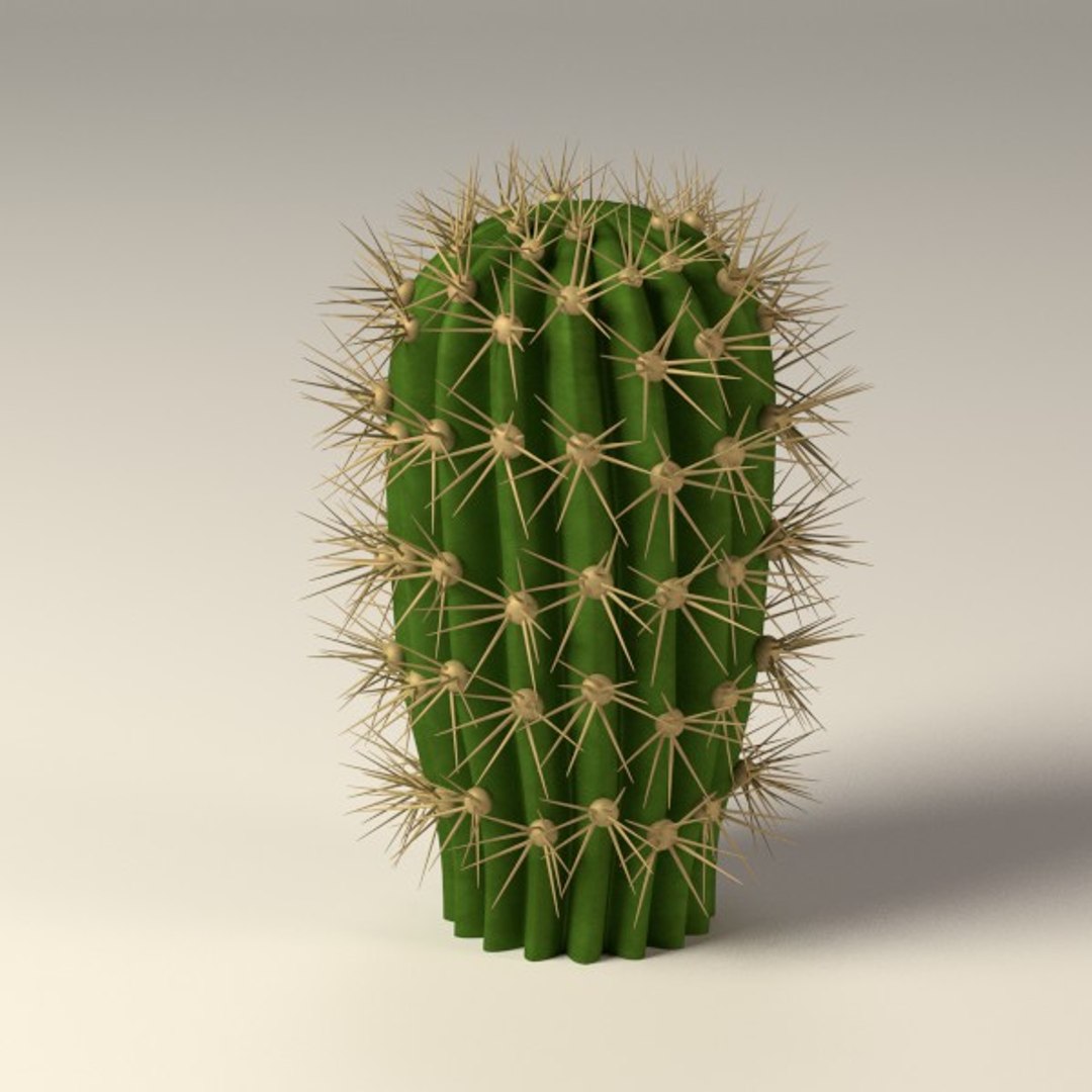 Cactus 3d Model