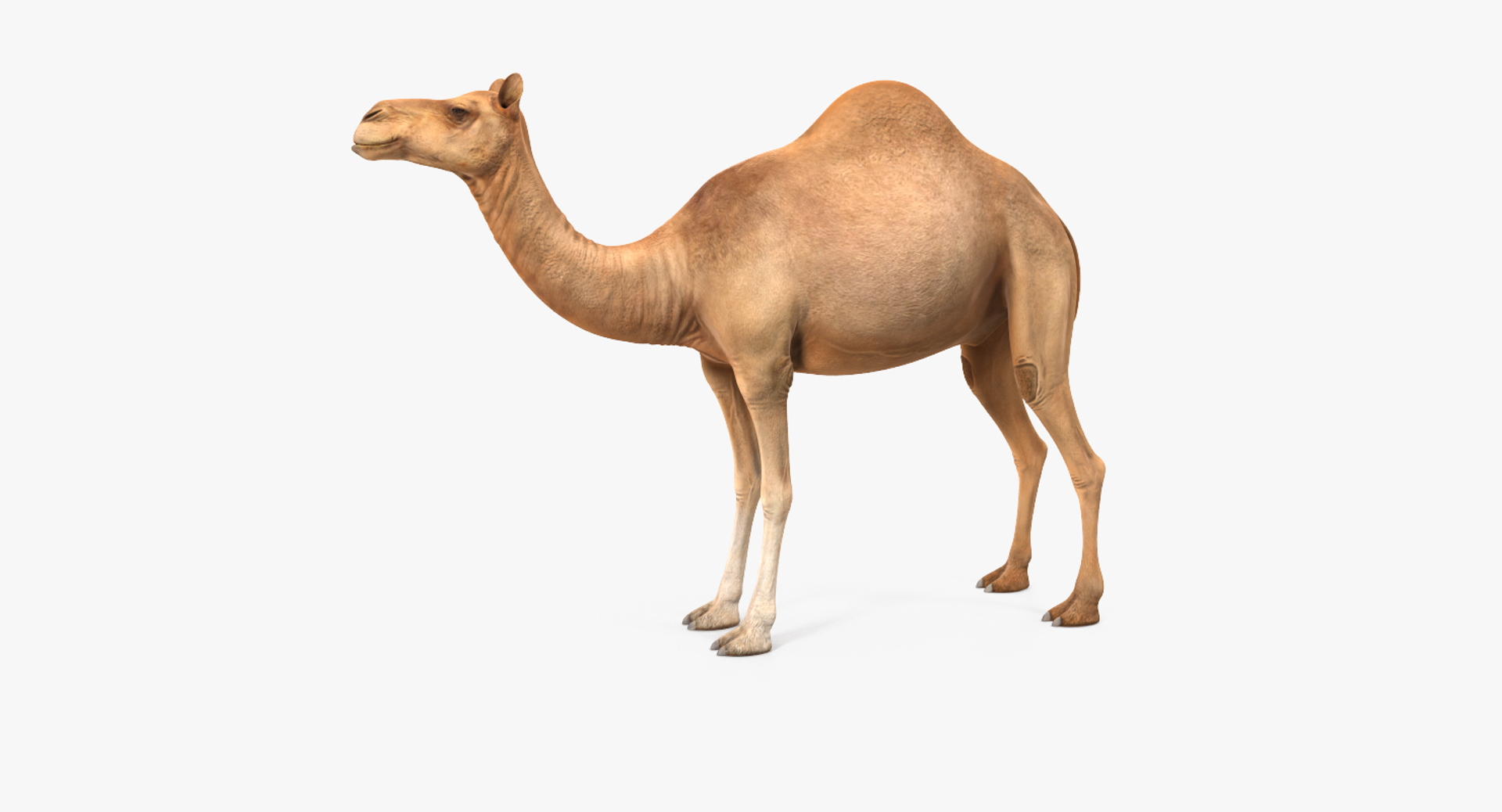 Camel Rigged Max
