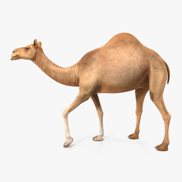 3ds camel realistic