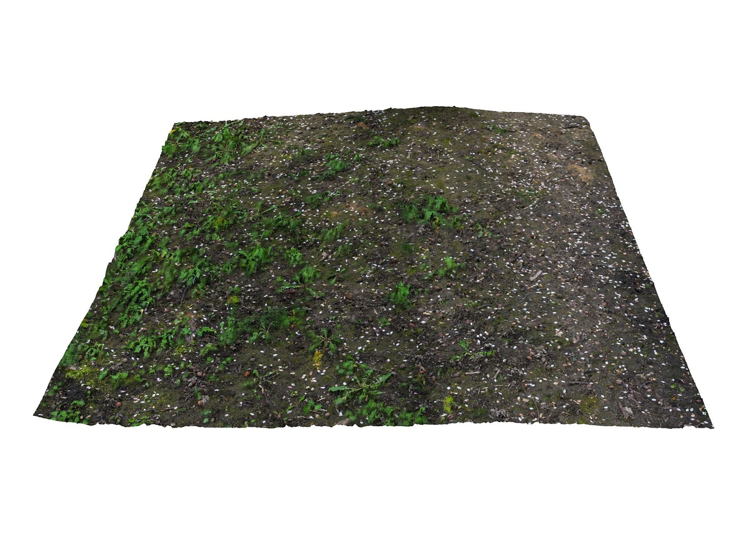 Forest Ground 16k Hd Ma