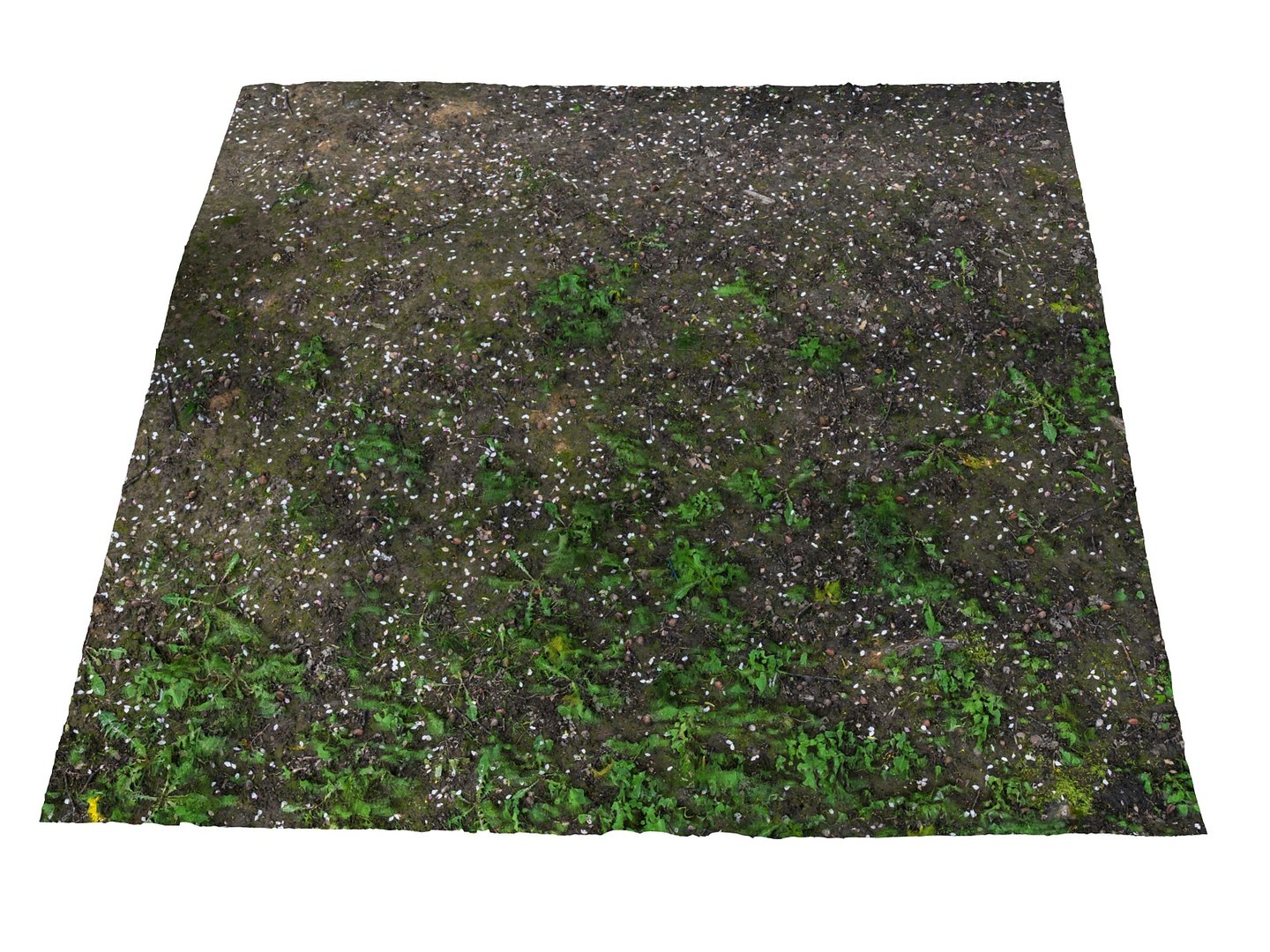 Forest Ground 16k Hd Ma