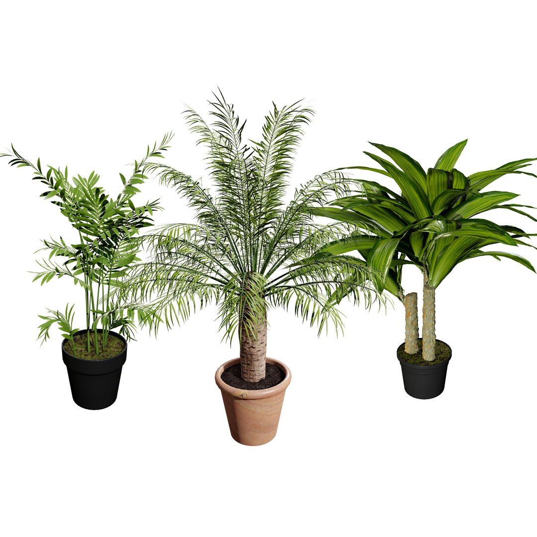 3D Potted Palm Trees - TurboSquid 2255048