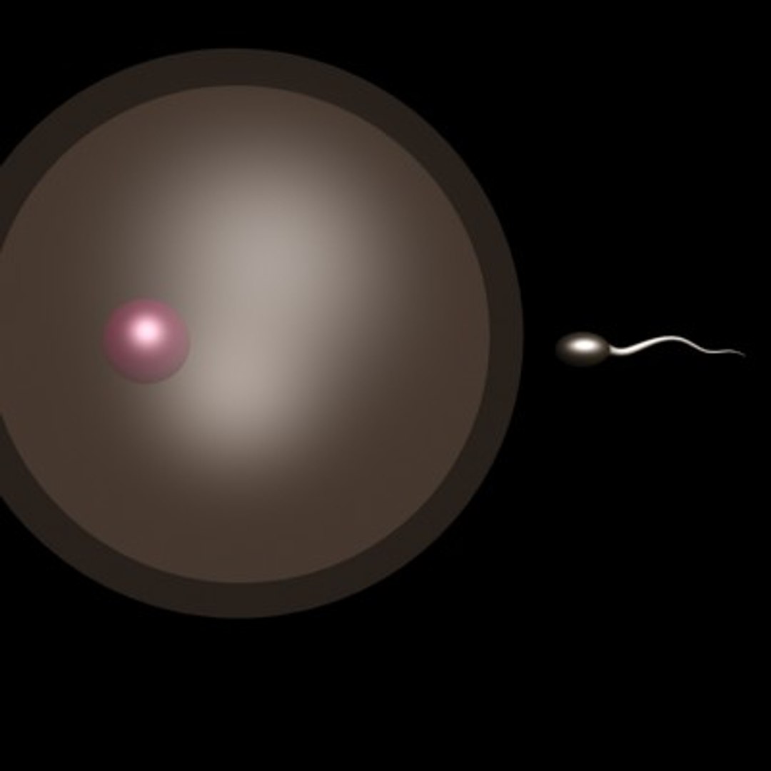 embryo cells 3d model
