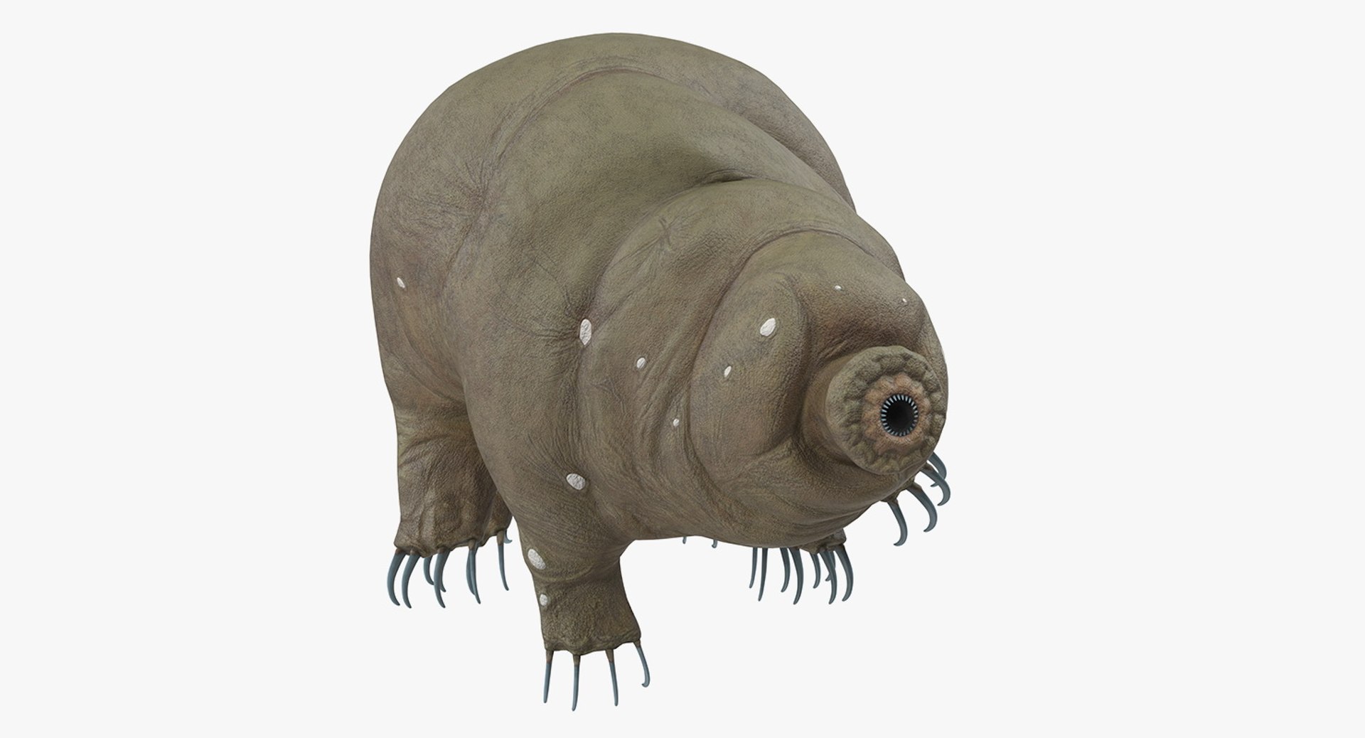 Tardigrade Rigged 3D - TurboSquid 1414104