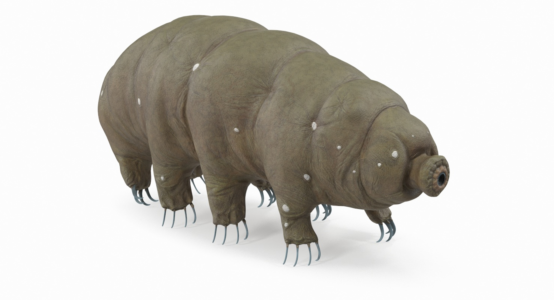 Tardigrade Rigged 3D - TurboSquid 1414104