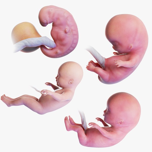 Fetus Development 3D model - TurboSquid 1939894