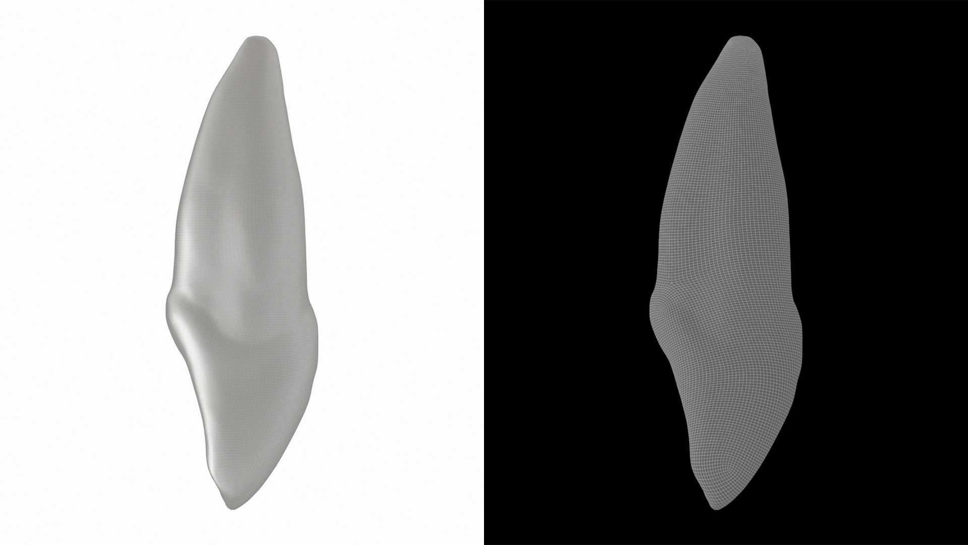 3D Human Upper Left Central Incisor Tooth - TurboSquid 2191920