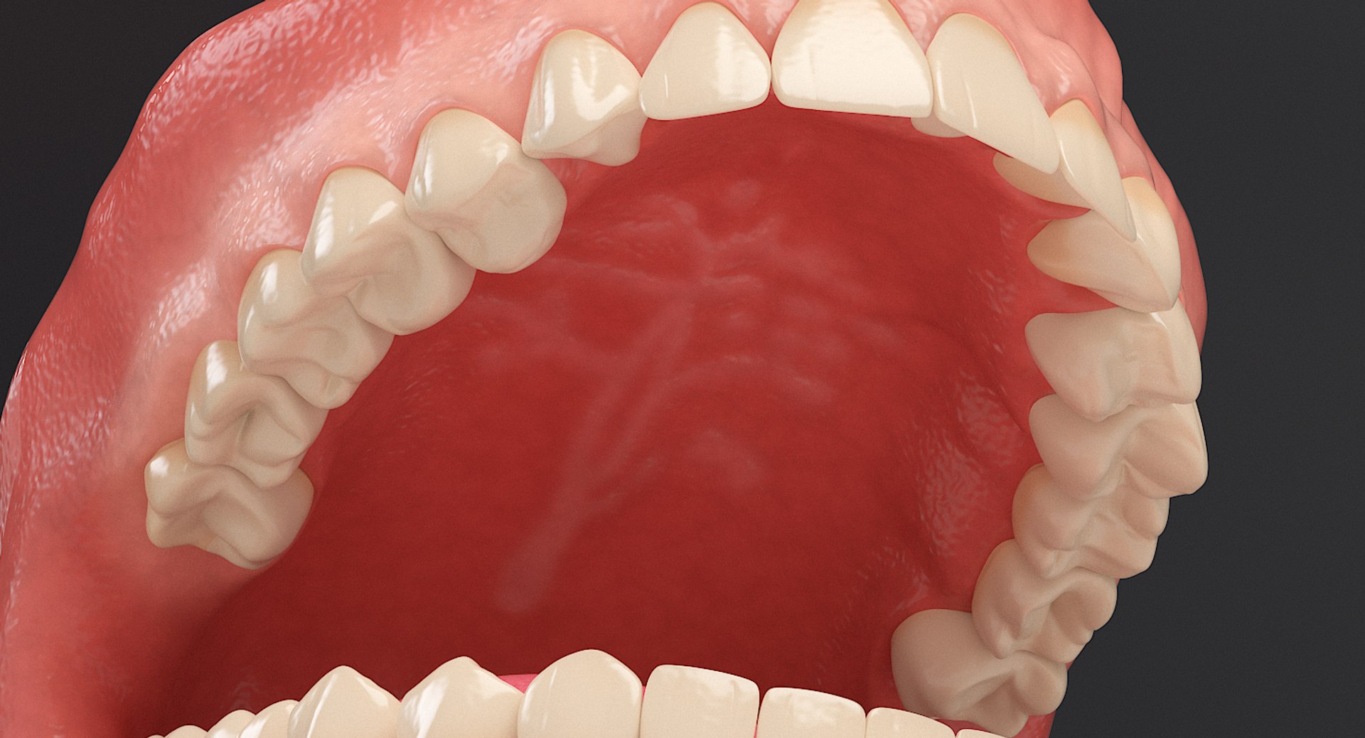 3D Anatomy Dental - TurboSquid 1347719