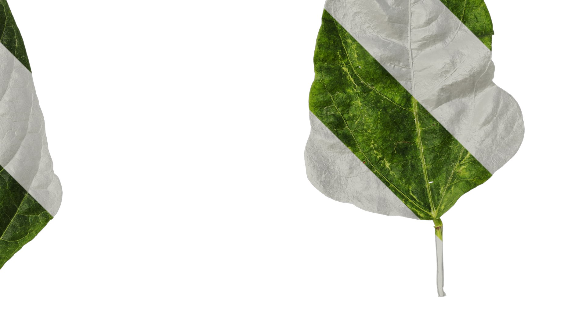 3D Anydrafts Vigna Radiata Leaf 03 Textures Model - TurboSquid 2350449