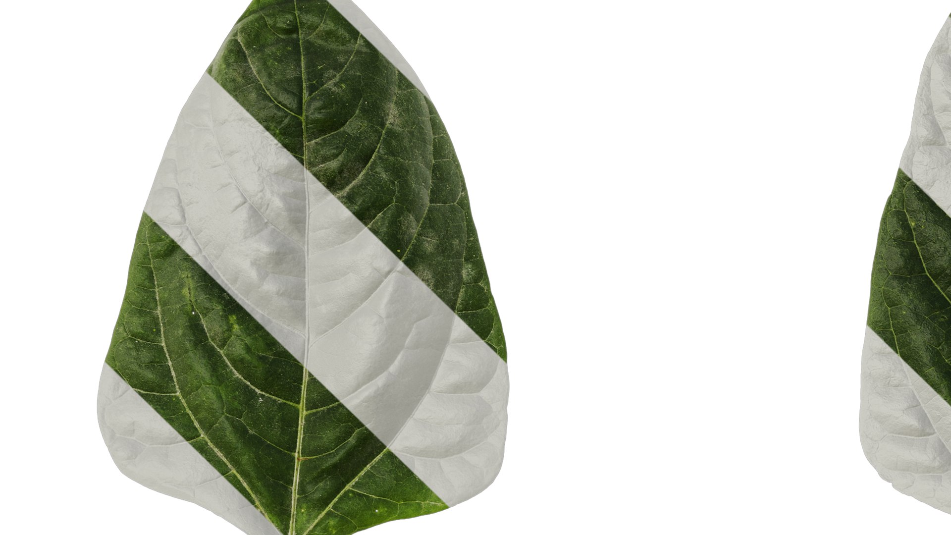 3D Anydrafts Vigna Radiata Leaf 03 Textures Model - TurboSquid 2350449