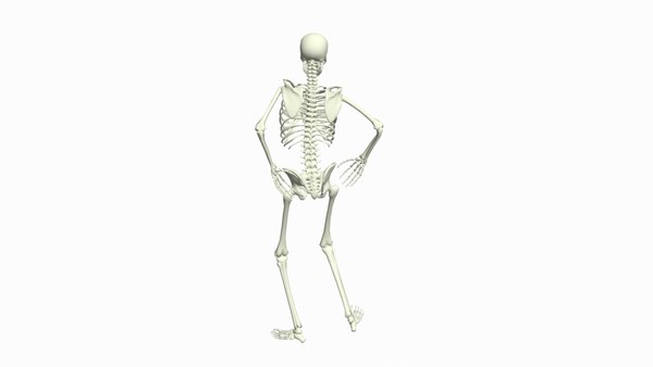 Animated Human Skeleton 3D Models for Download | TurboSquid