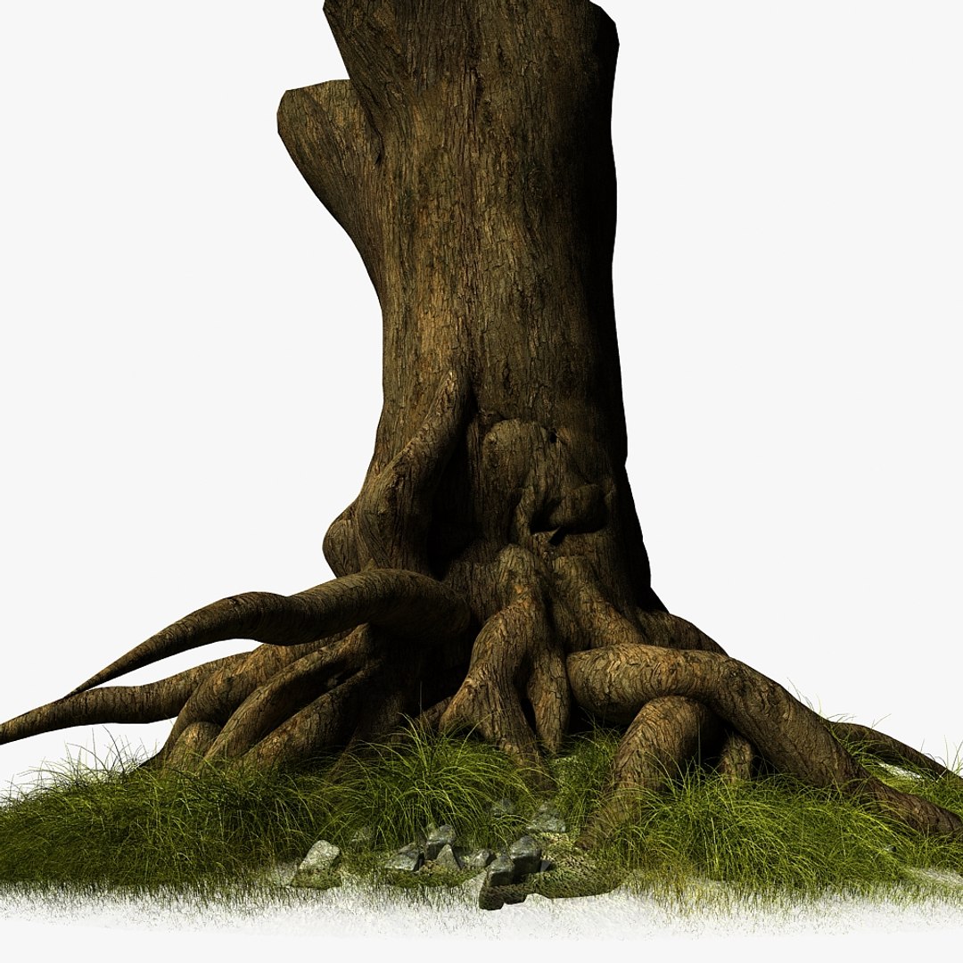 Tree Root Trunk 3d Model