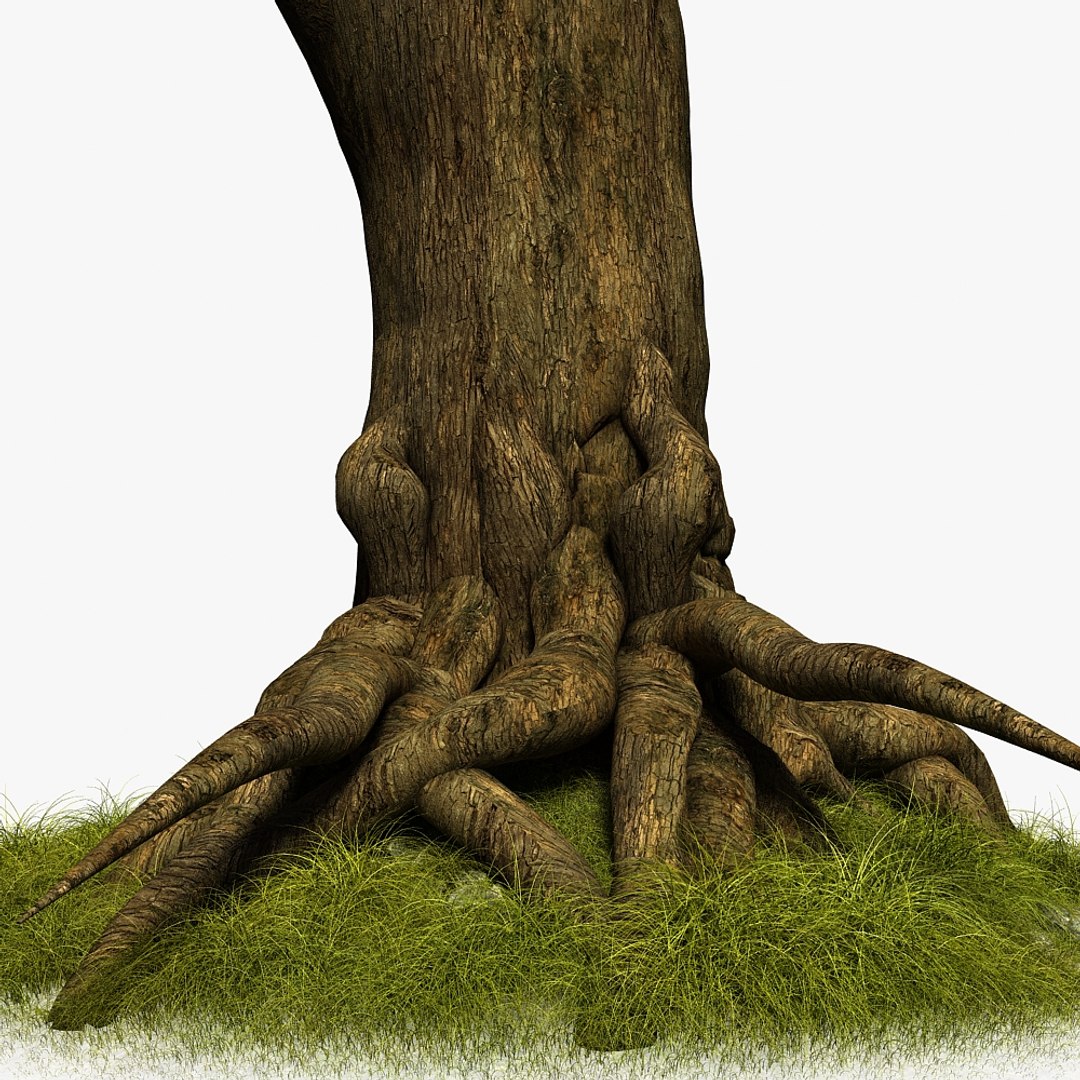 Tree Root Trunk 3d Model