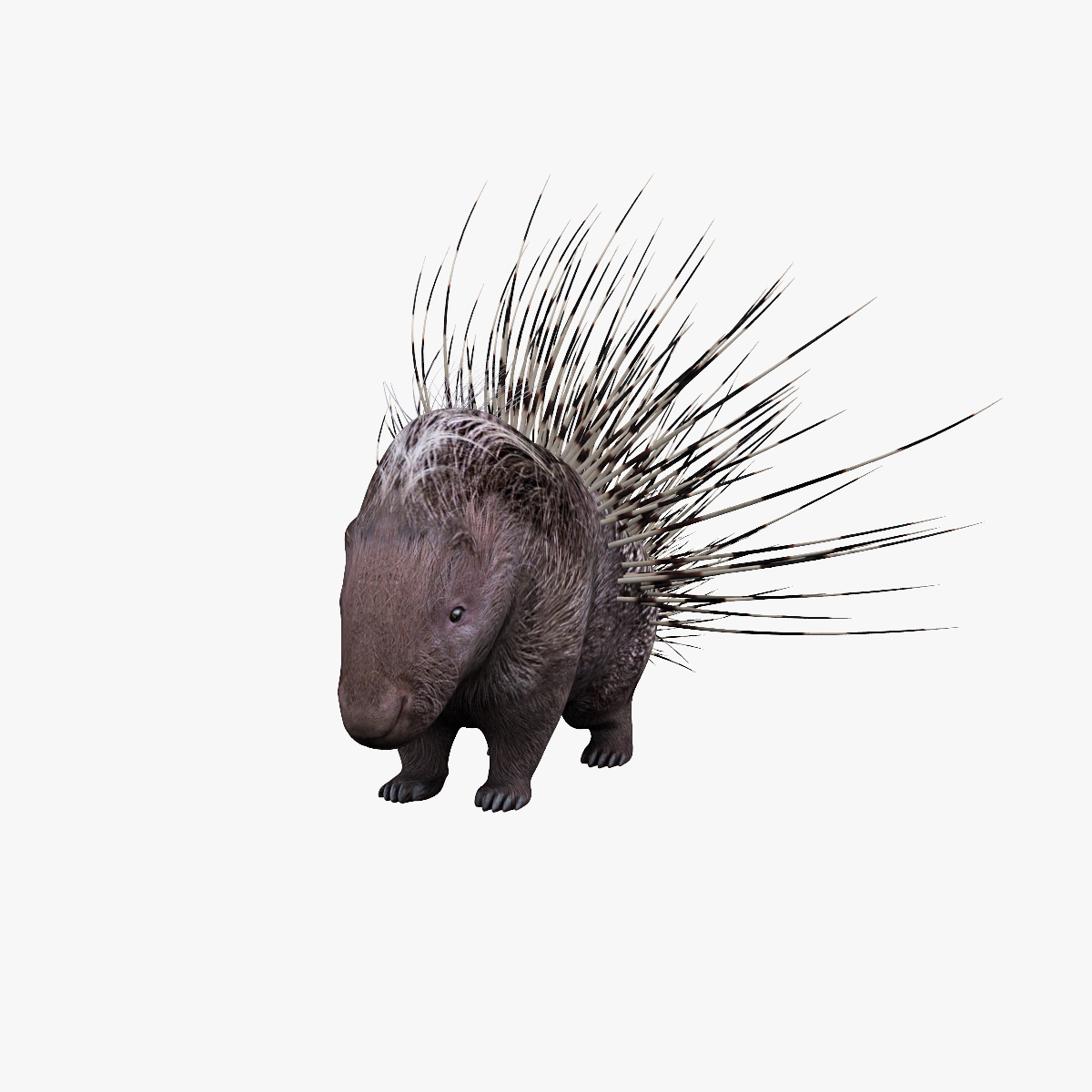 indian crested porcupine max