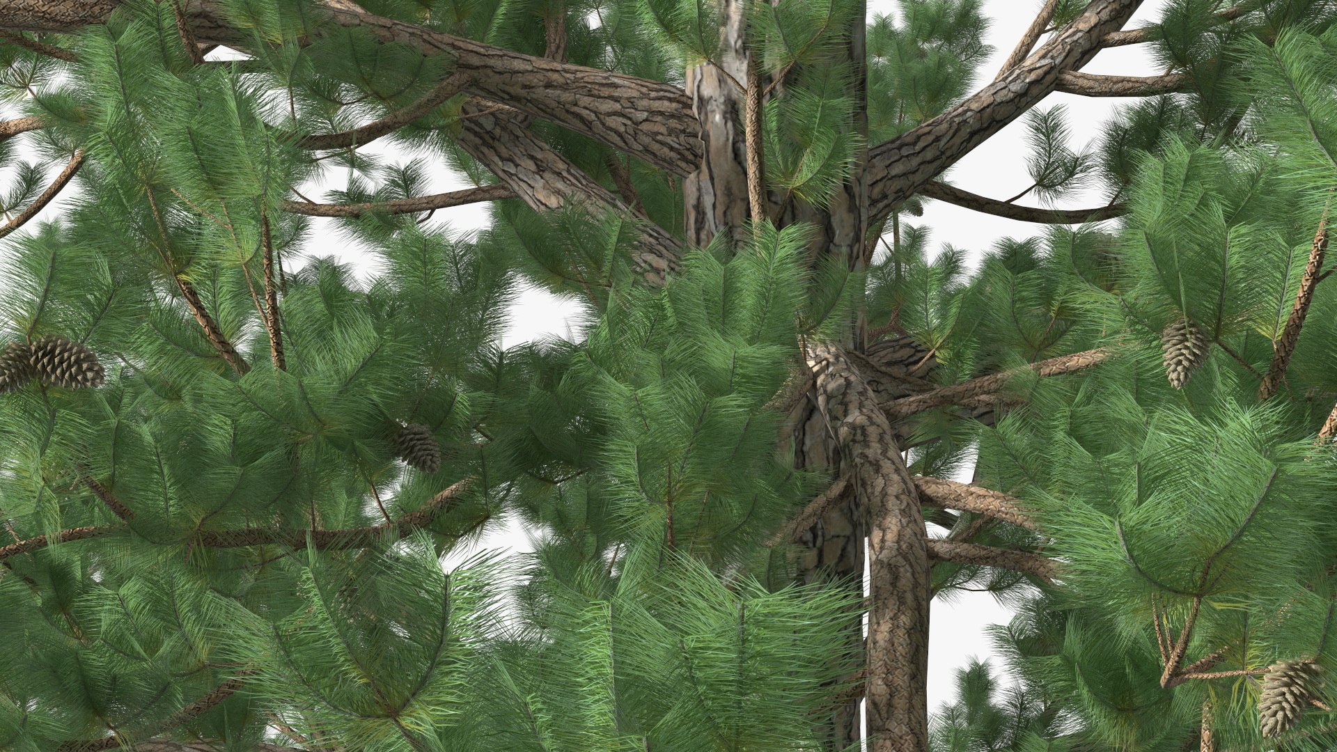 Loblolly Pine Model - TurboSquid 1980634