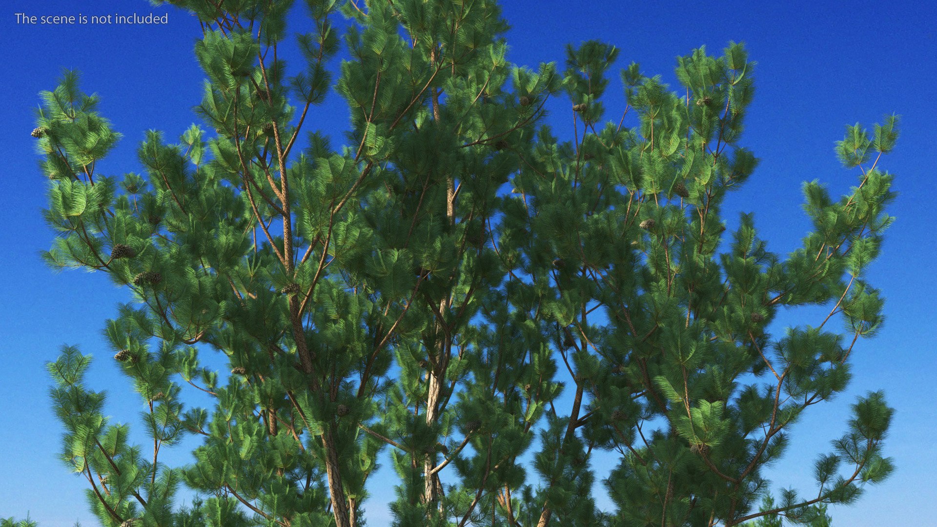 Loblolly Pine Model - TurboSquid 1980634
