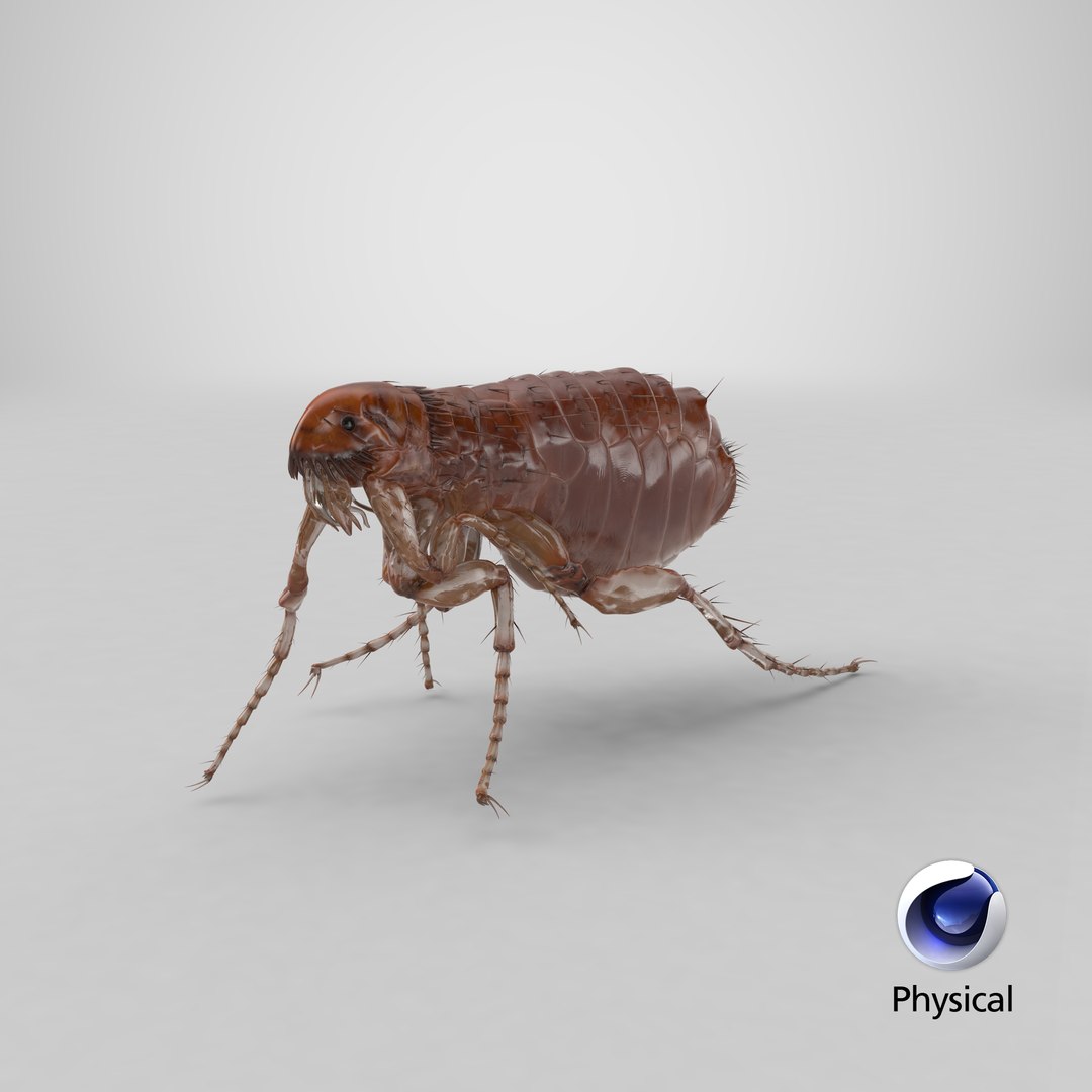 3D flea walking pose model - TurboSquid 1583855
