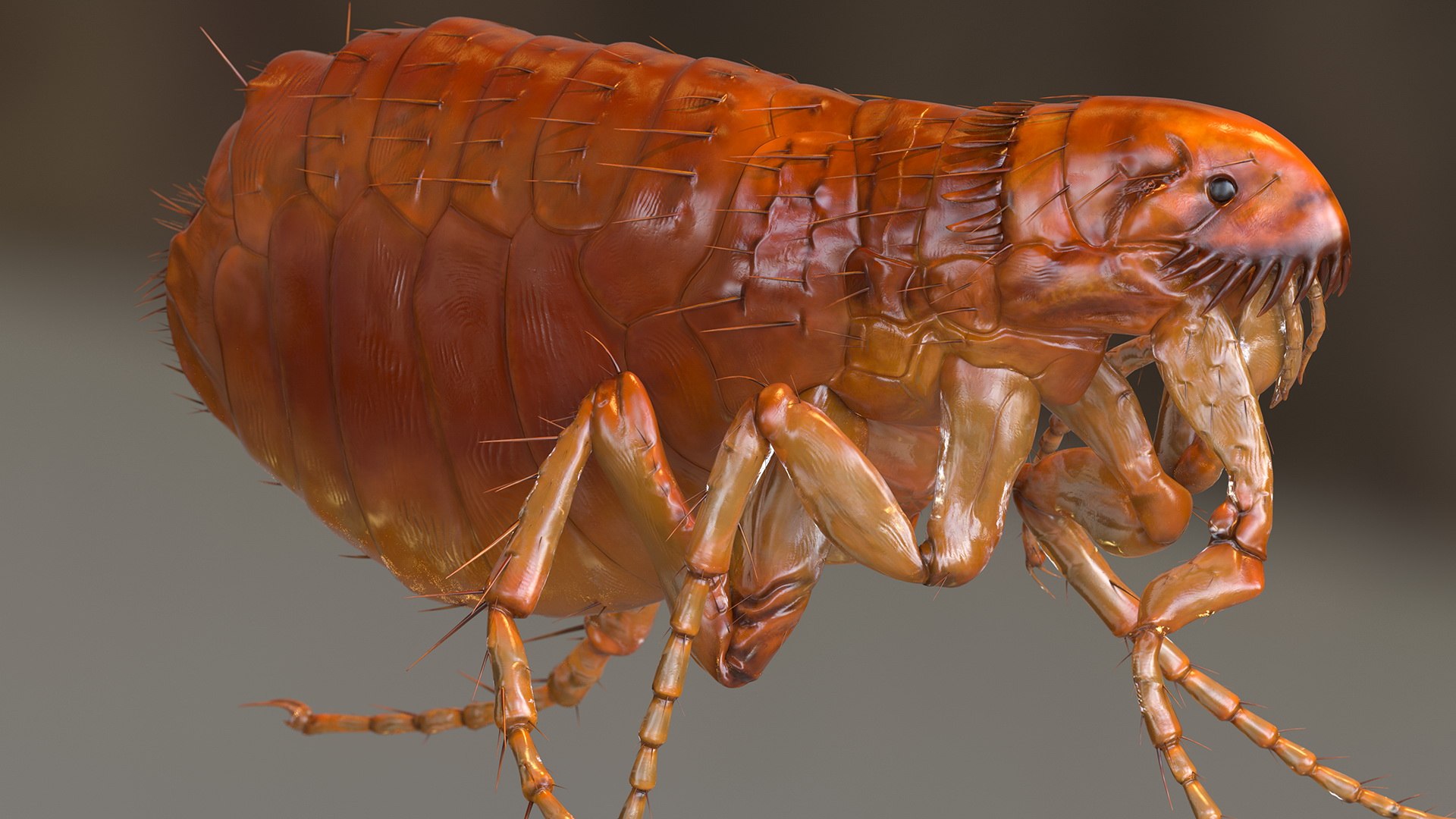 3D Flea Walking Pose Model - TurboSquid 1583855