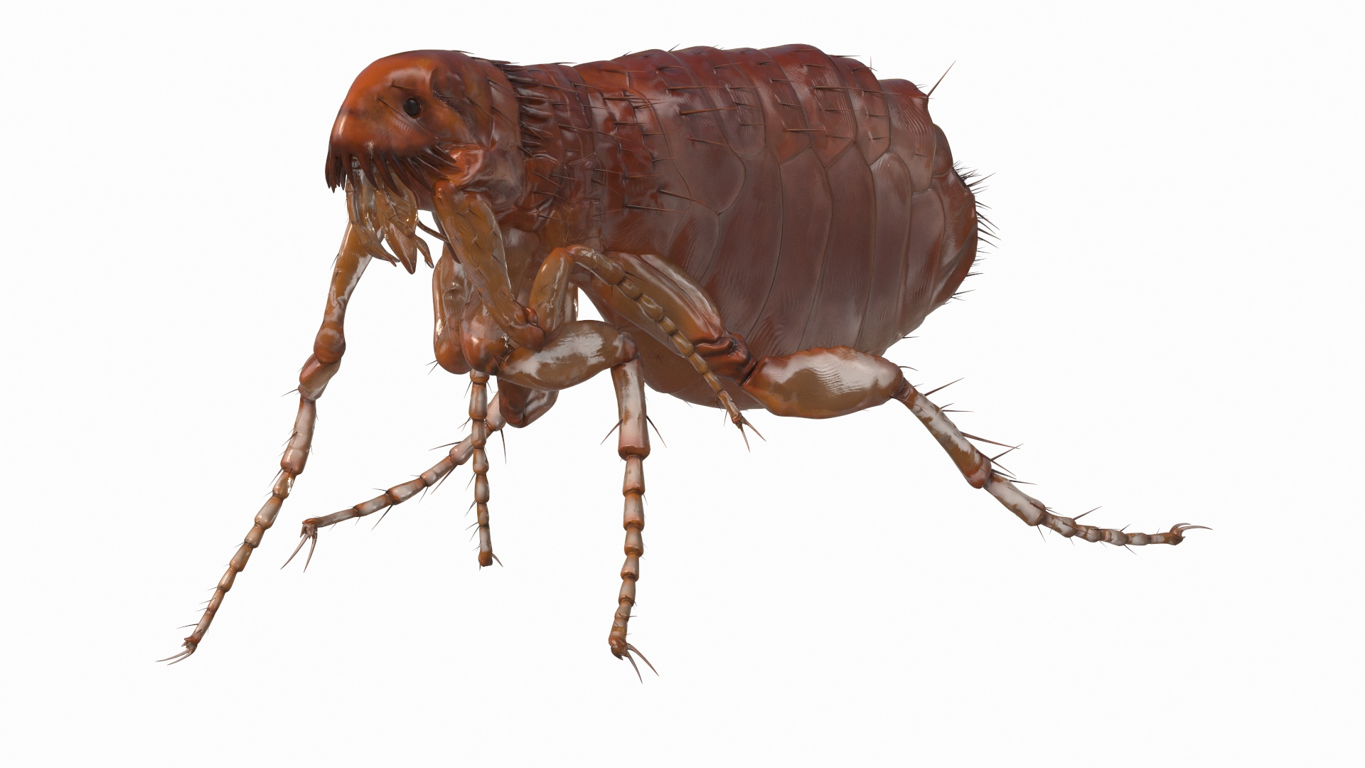 3D Flea Walking Pose Model - TurboSquid 1583855