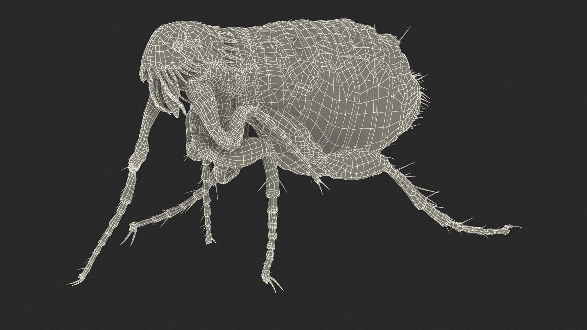3D Flea Walking Pose Model - TurboSquid 1583855