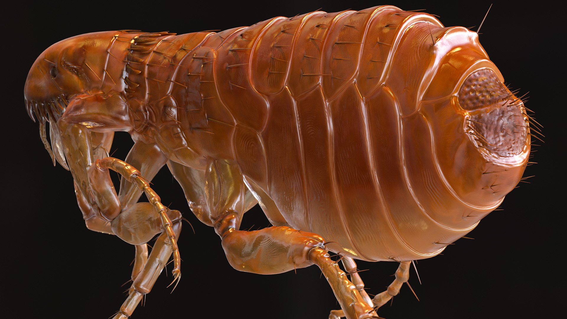 3D Flea Walking Pose Model - TurboSquid 1583855