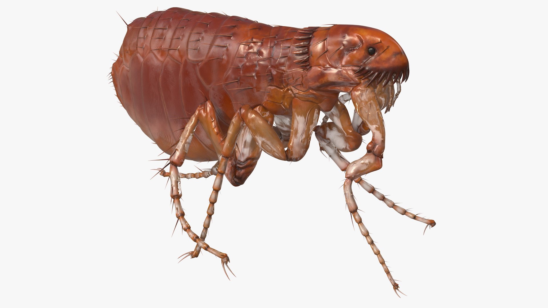 3D flea walking pose model - TurboSquid 1583855