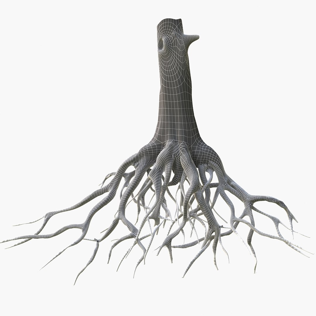 Tree Roots 3d Model