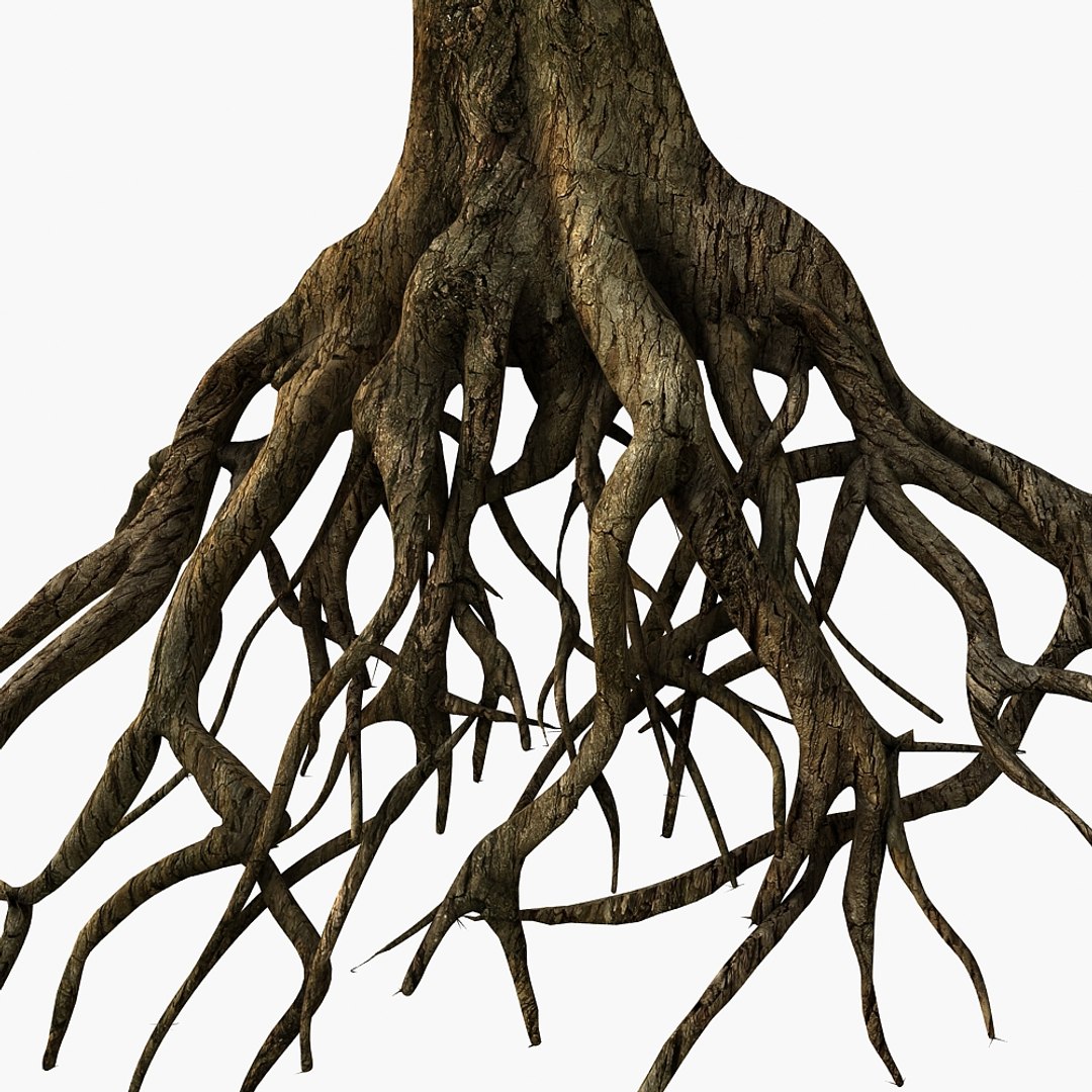 Tree Roots 3d Model