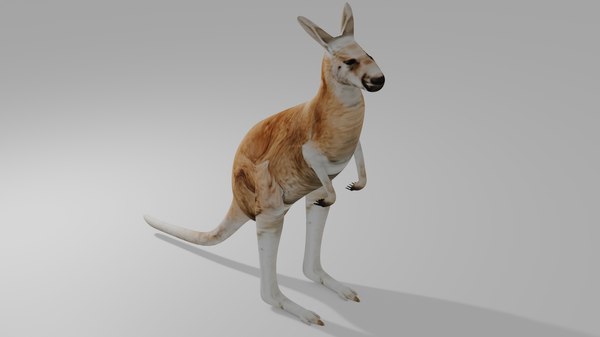 modelo 3d Canguro OBJ - TurboSquid 2206947