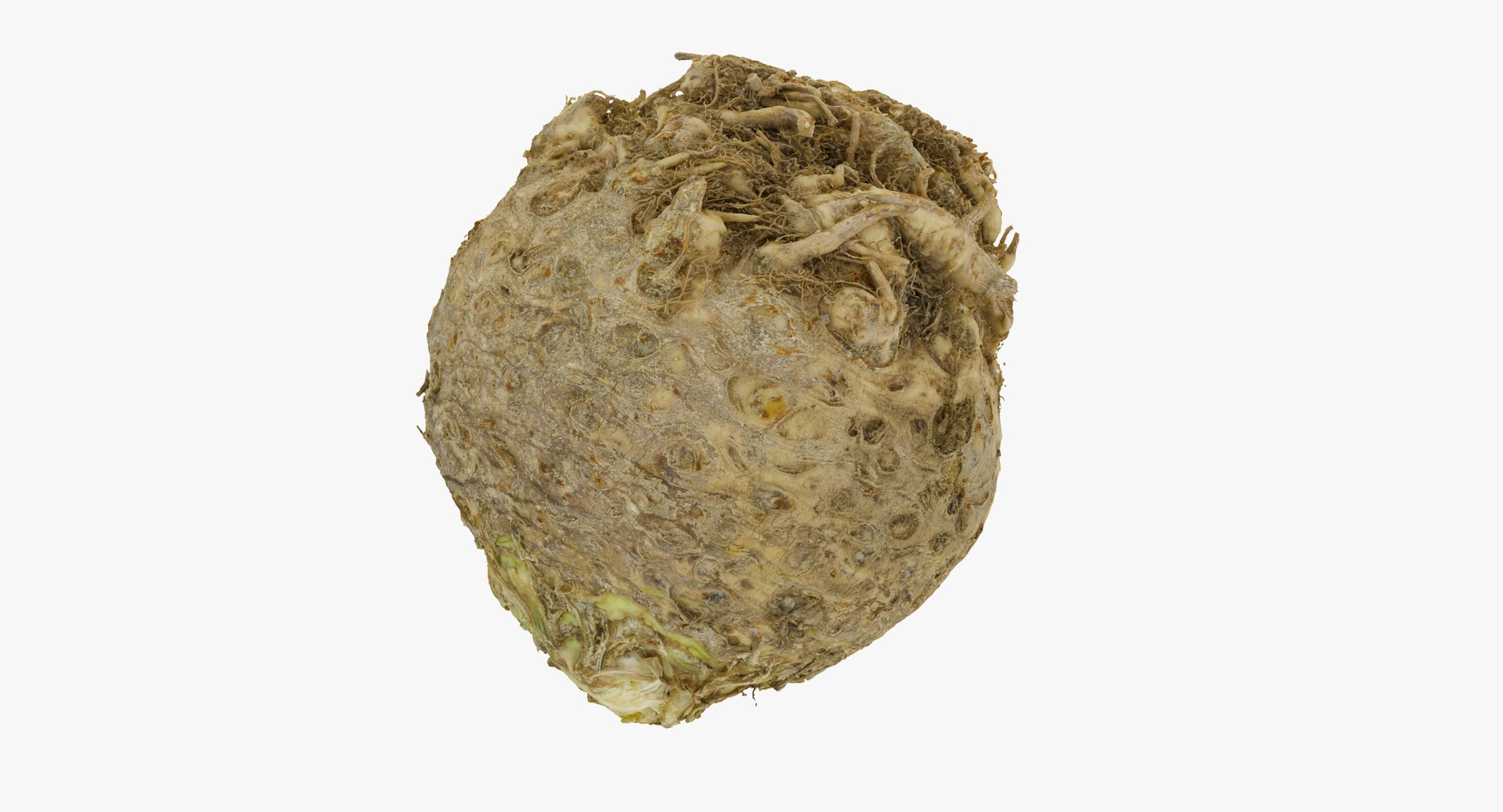 3D Celery Root 03 Raw - TurboSquid 1533788