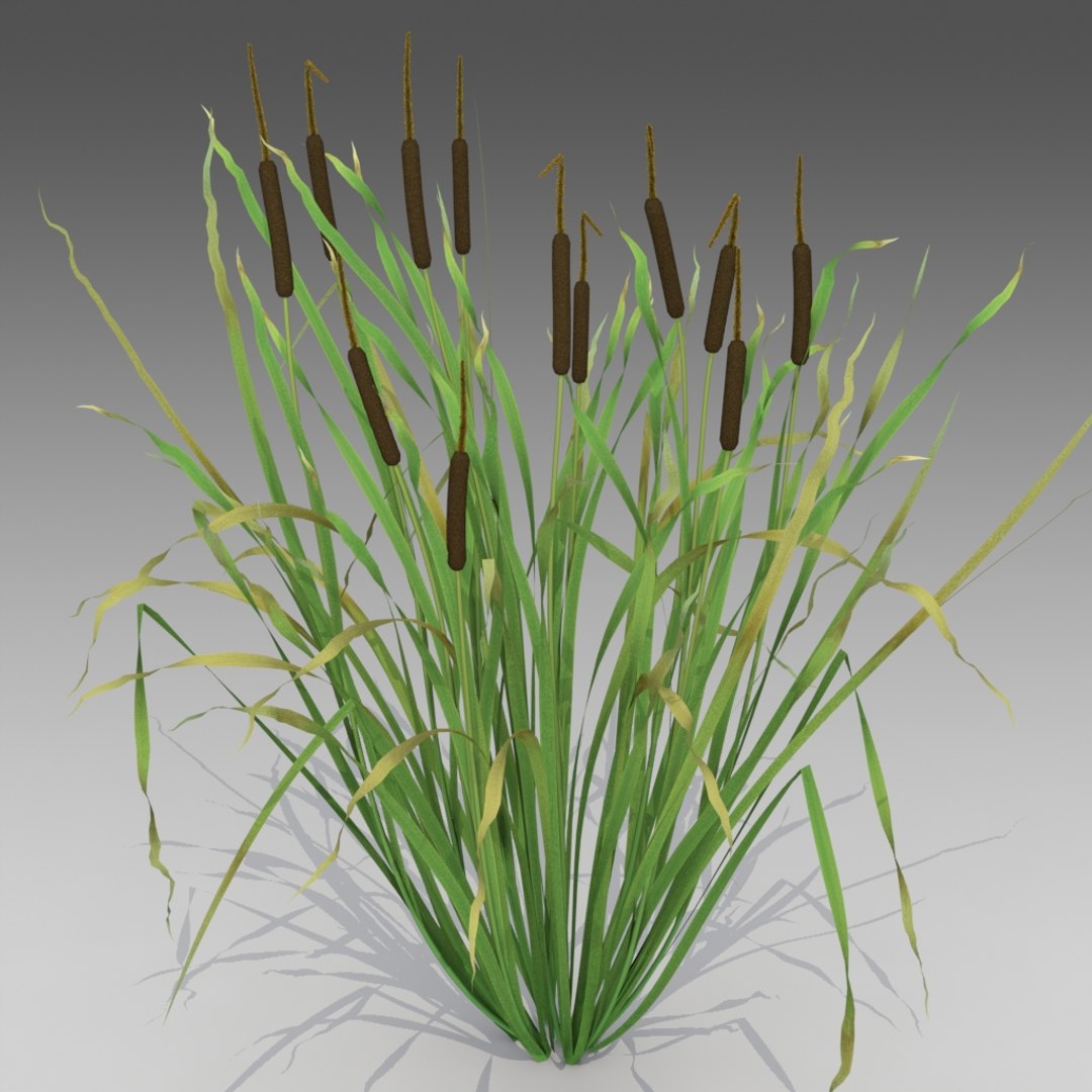 3d Model Of Reed