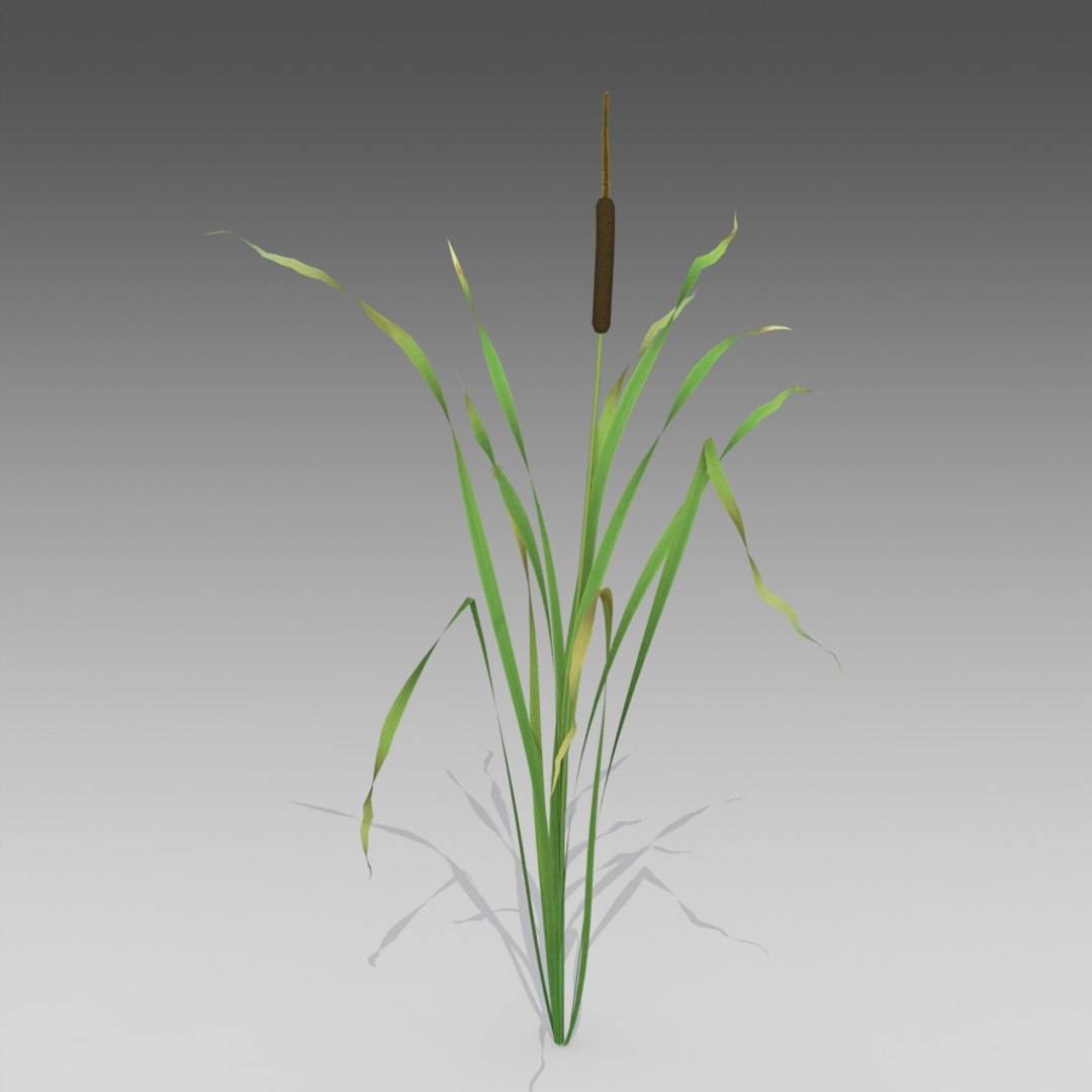 3d Model Of Reed