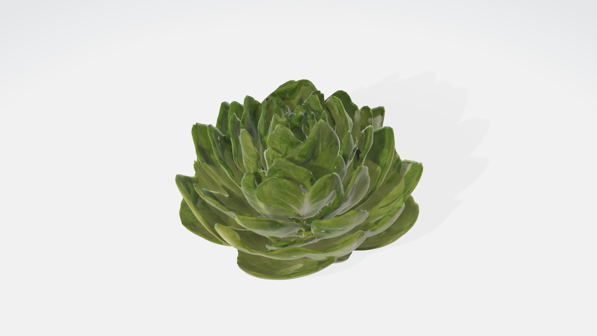 Realistic Lettuce Model - TurboSquid 2281621