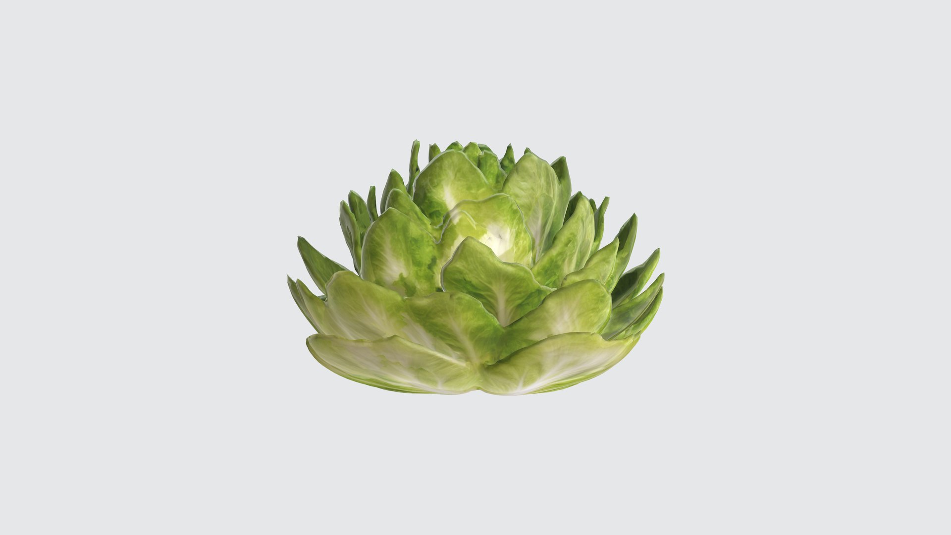 Realistic Lettuce Model - TurboSquid 2281621