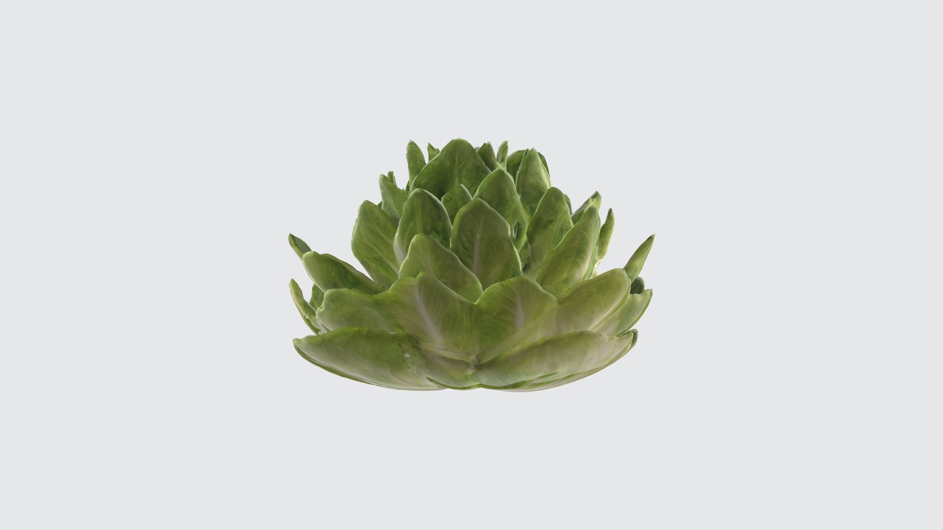 Realistic Lettuce Model - TurboSquid 2281621