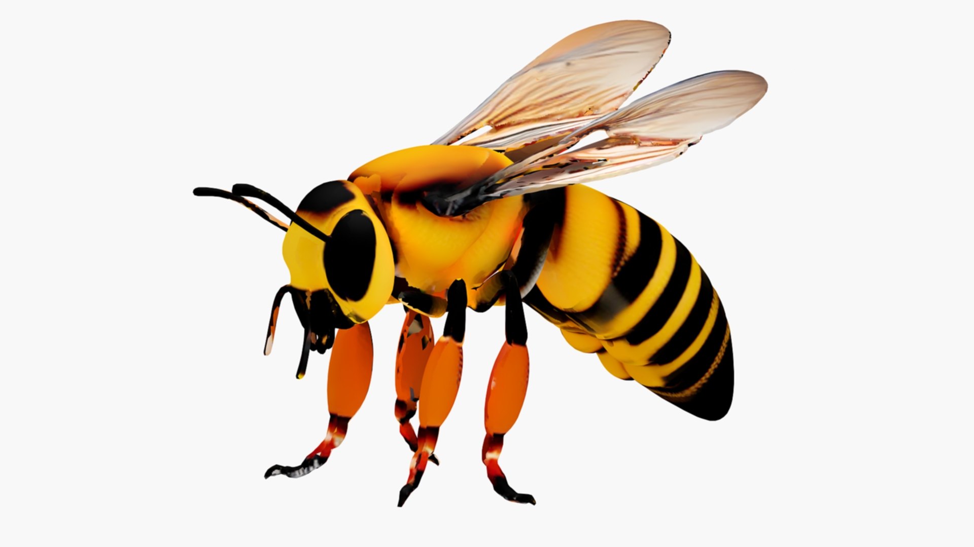 Honey Bee 01 Model - TurboSquid 2375964