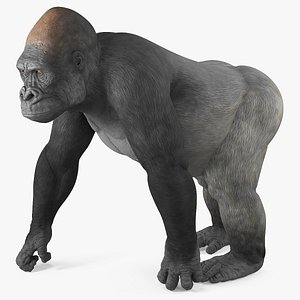 Free 3D Gorilla Models | TurboSquid