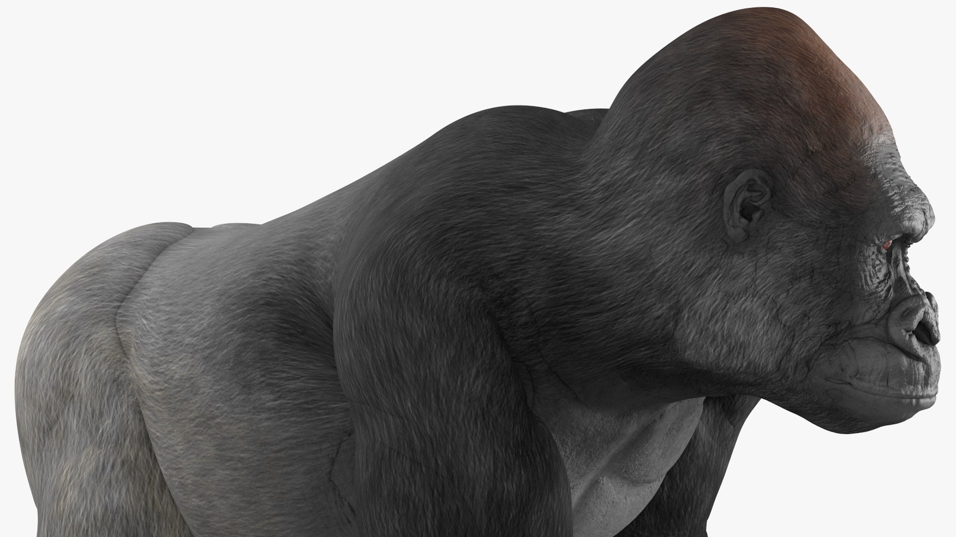 3D Eastern Gorilla Walking Pose - TurboSquid 2193915