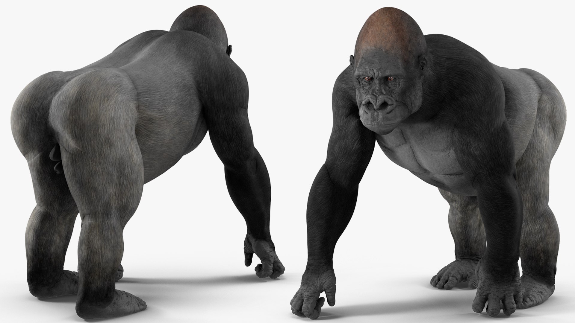 3D Eastern Gorilla Walking Pose - TurboSquid 2193915