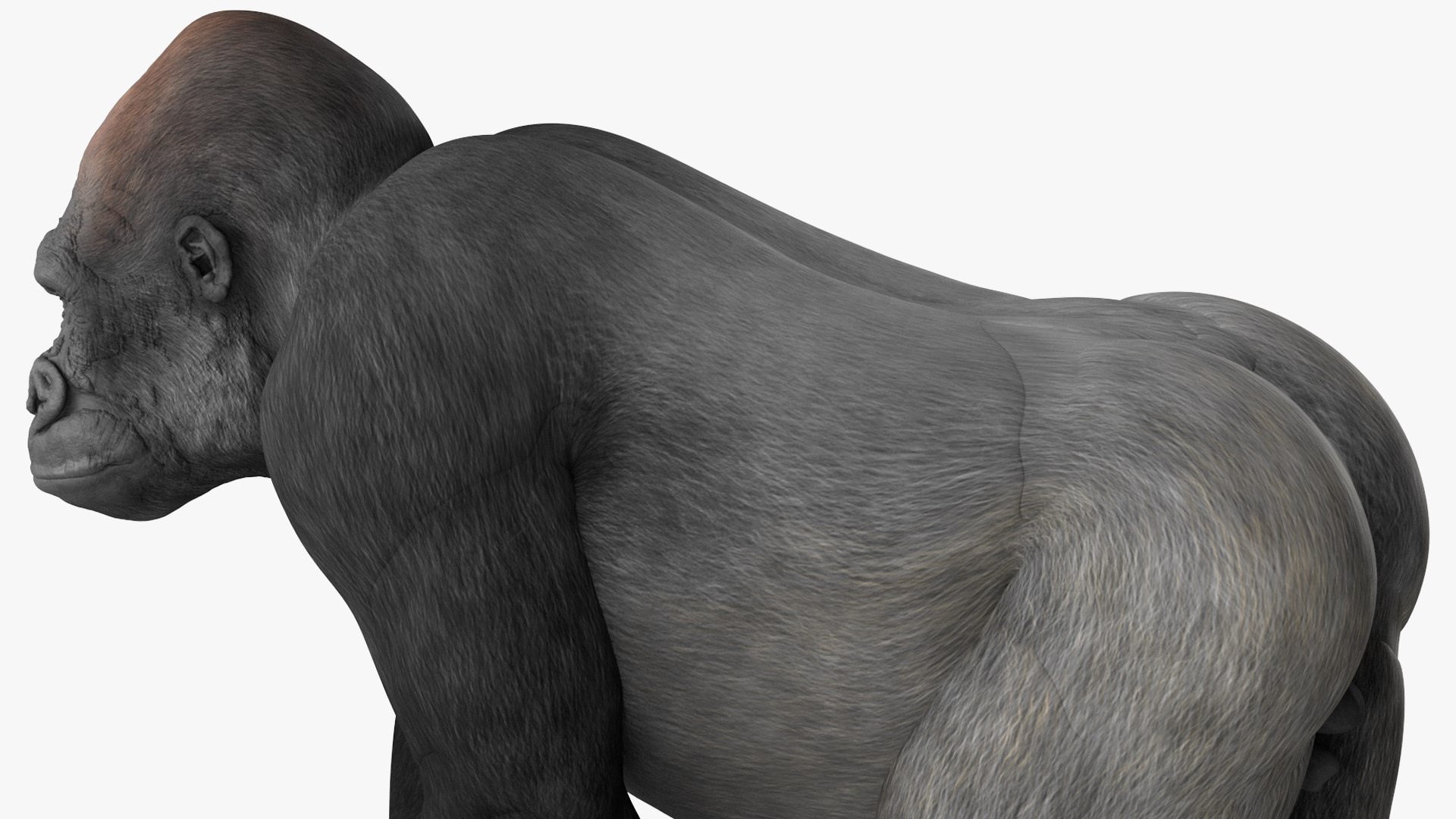 3D Eastern Gorilla Walking Pose - TurboSquid 2193915
