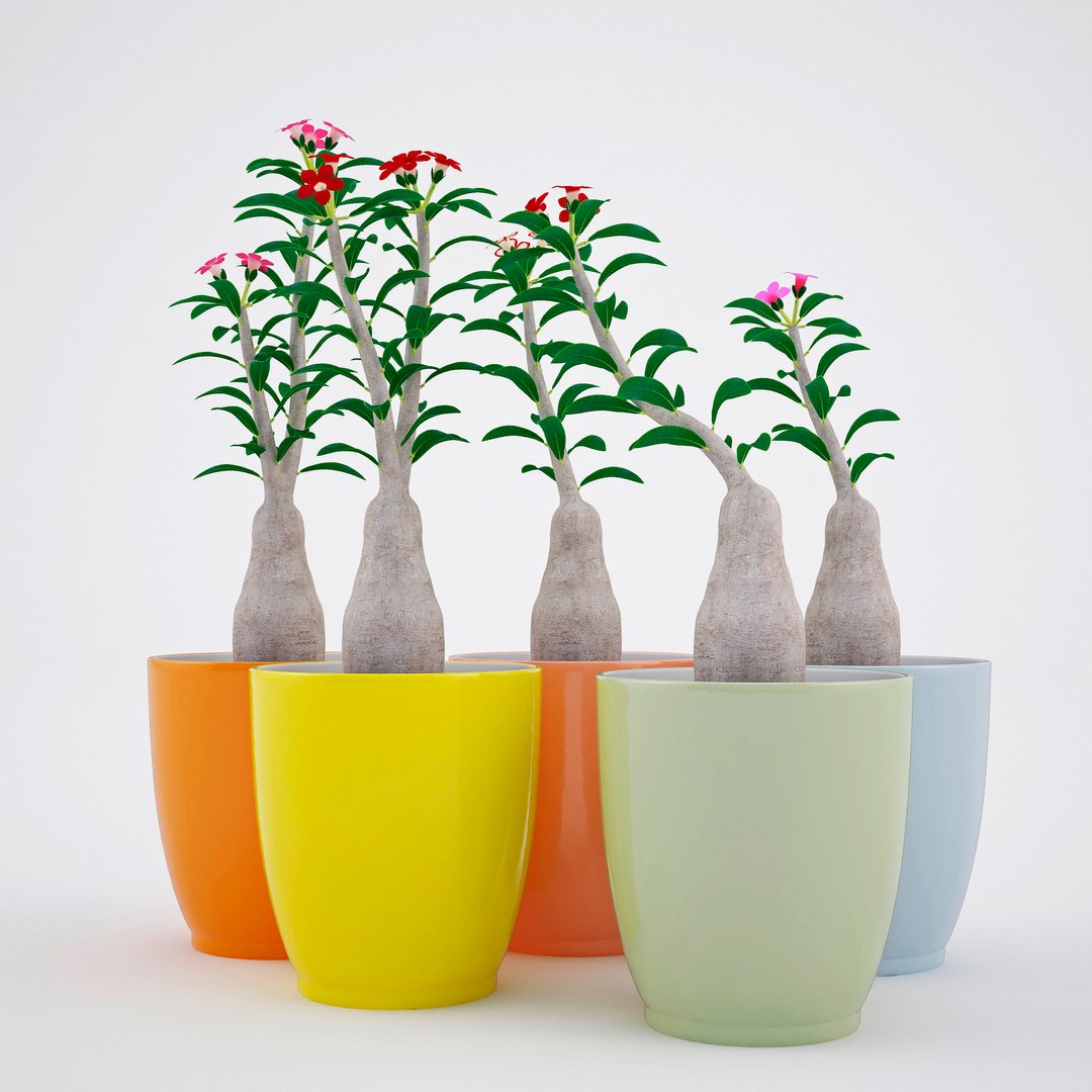Adenium Plant 3D Model - TurboSquid 1251313