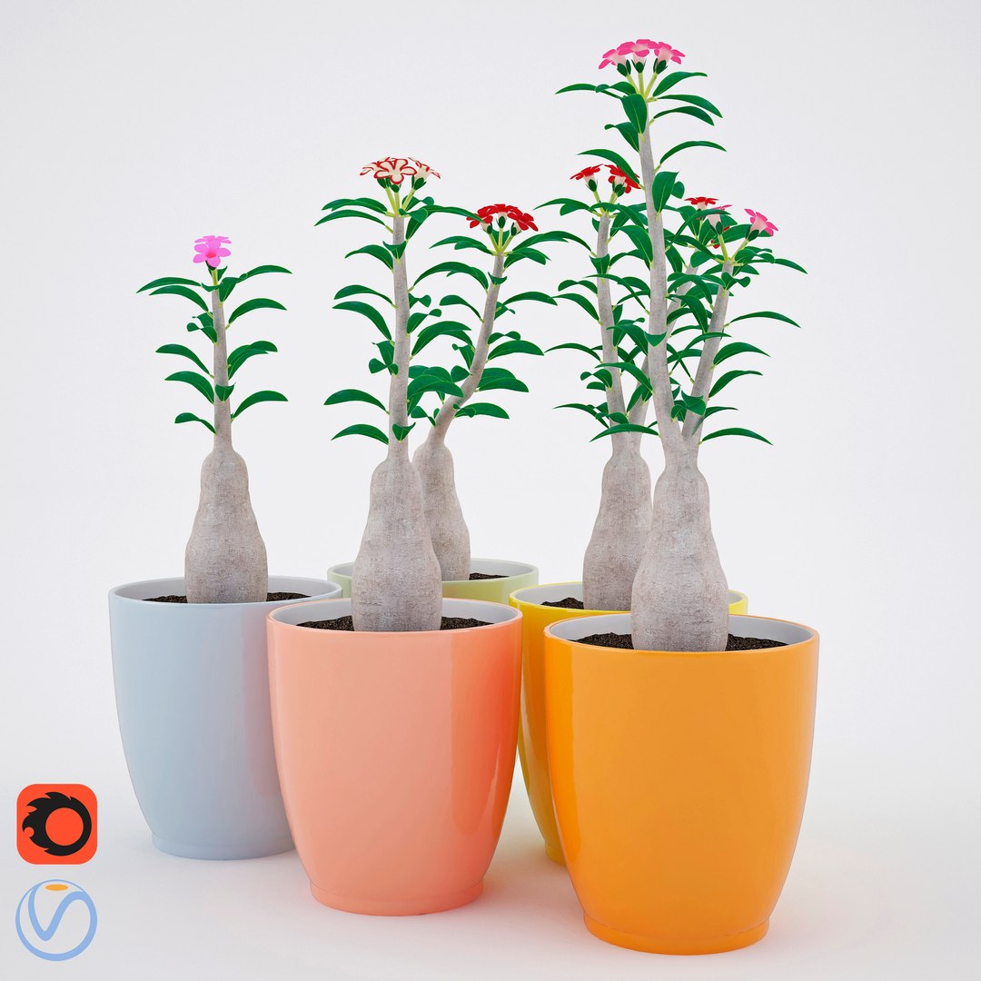 Adenium Plant 3D Model - TurboSquid 1251313