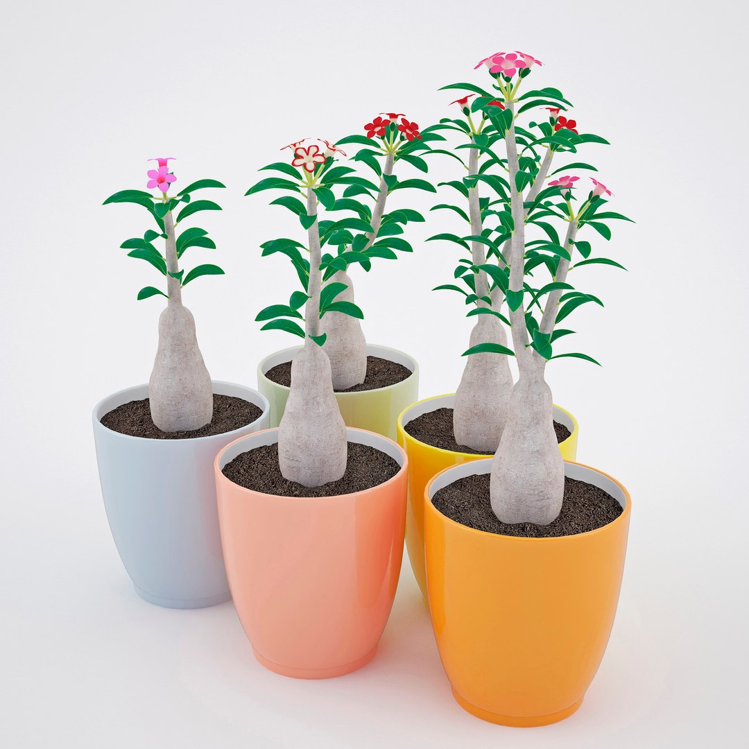 Adenium Plant 3D Model - TurboSquid 1251313